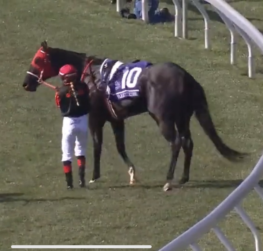 2-Year-Old Tyler’s Tribe Suffers Pulmonary Hemorrhage at Breeders’ Cup ...