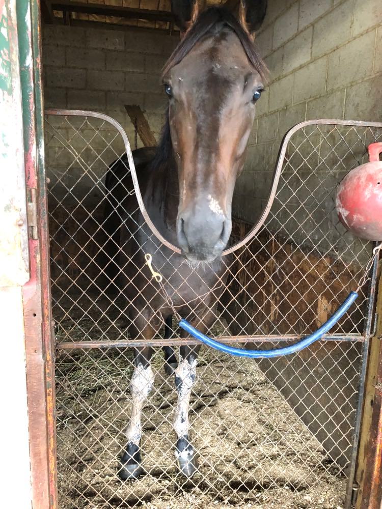 Dr. Nicholas Dodman on Racehorse Confinement - Horseracing Wrongs