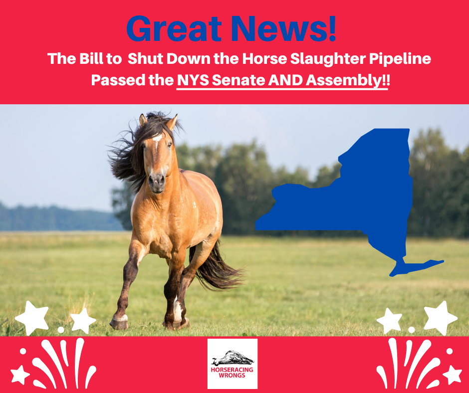 Progress: NY Votes to Ban Horse Slaughter/Transport to Slaughter ...